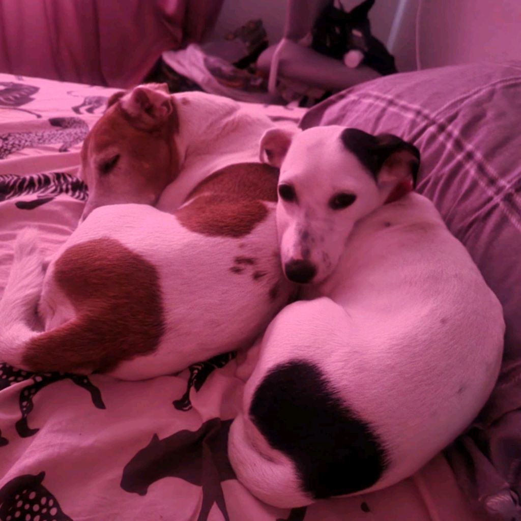 Иконка канала My dogs