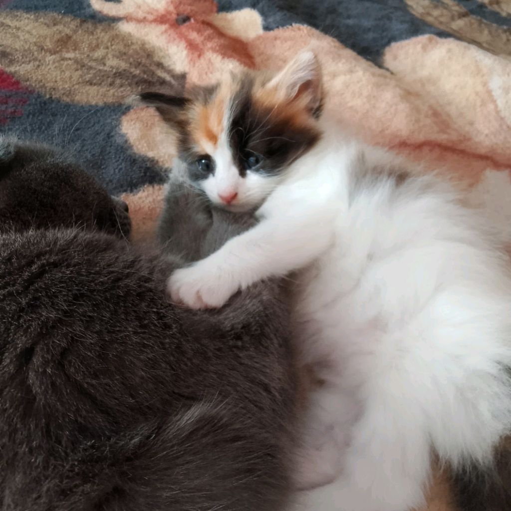 Иконка канала .❄️Фан Дабл Бабл .❄️