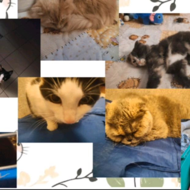 Иконка канала Мои животные