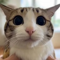 Иконка канала тик-ток теперь тут