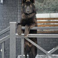 Иконка канала Русский вольфхунд Брайтон