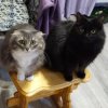 Иконка канала Хвостатое счастье
