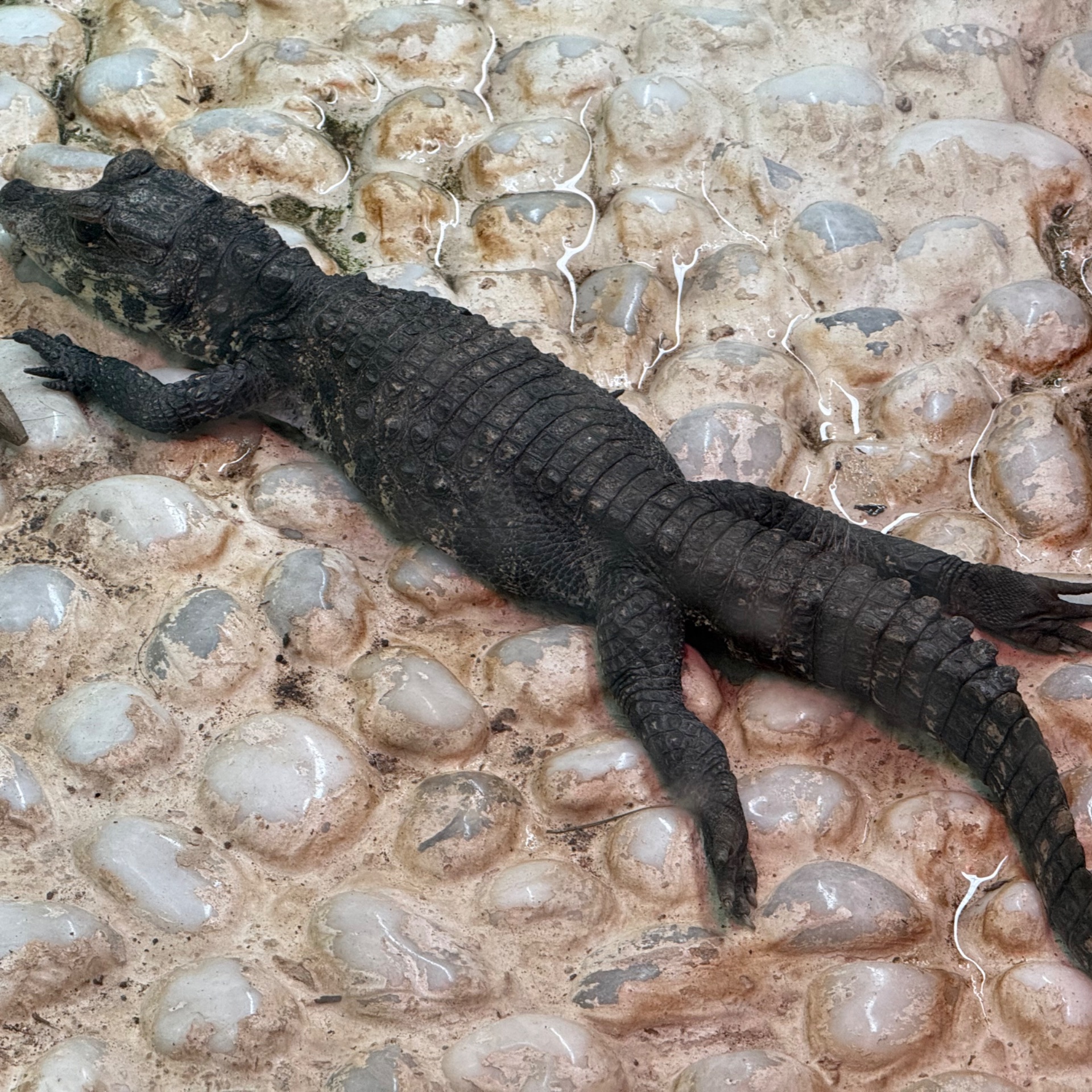 Иконка канала AI-First