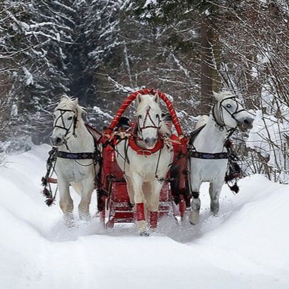 Иконка канала Золотая грива - прокат лошадей в Подмосковье