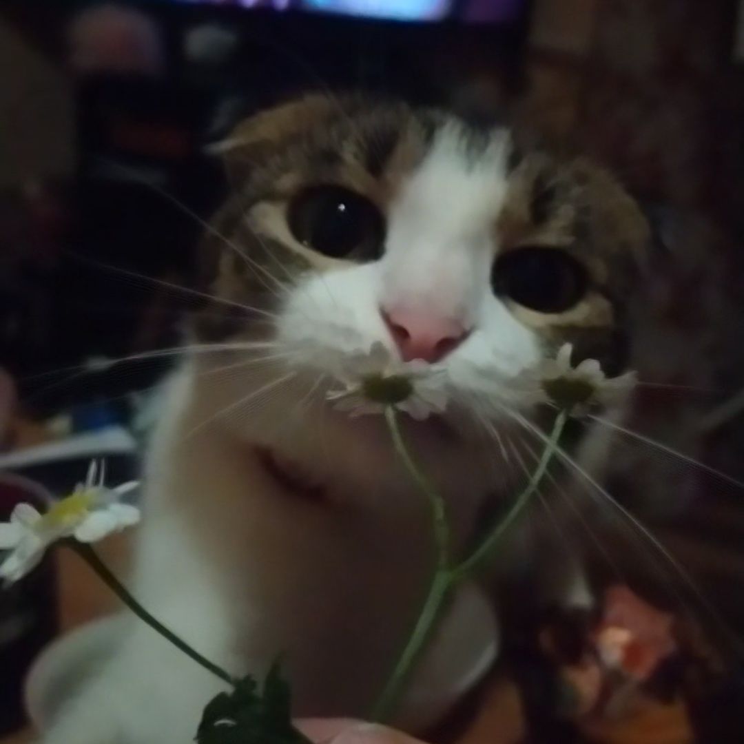 Иконка канала Кошка Маша на канале