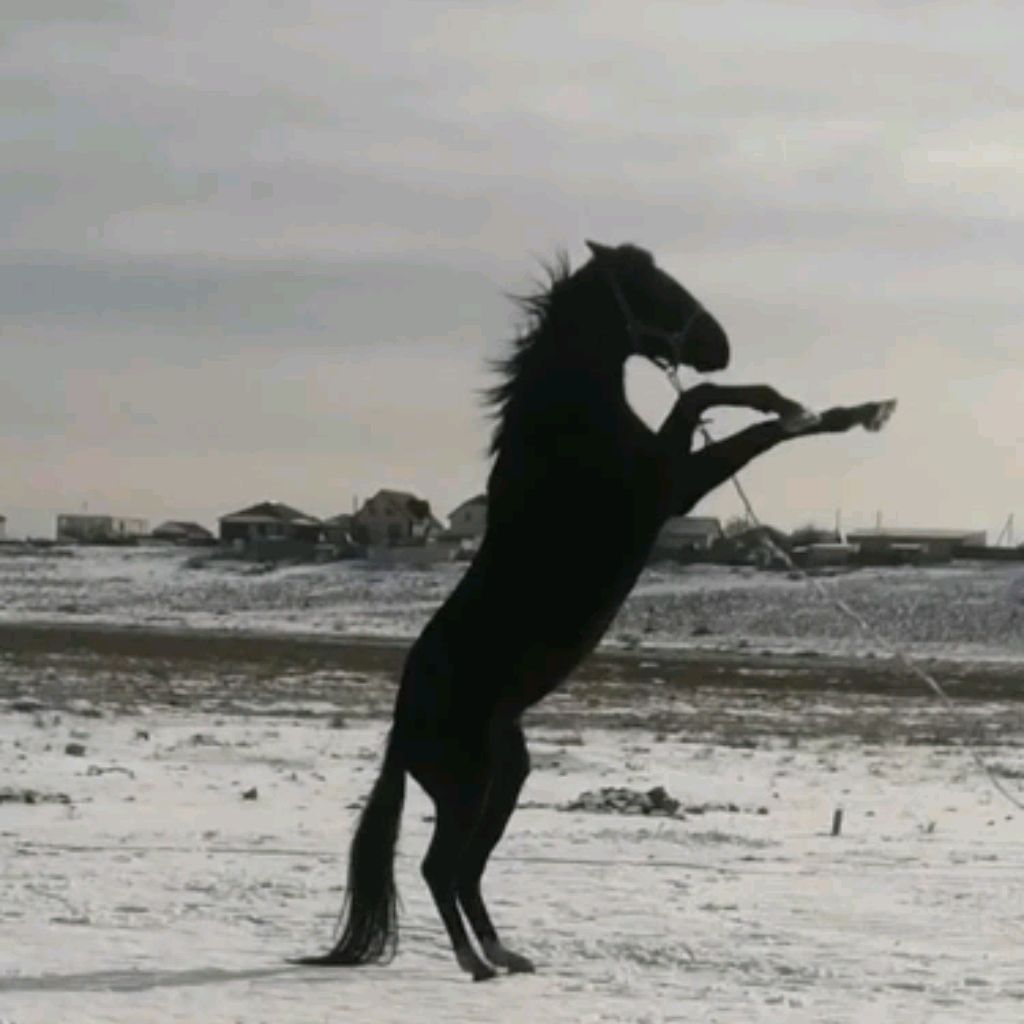 Иконка канала Жеребец Буран 2016года