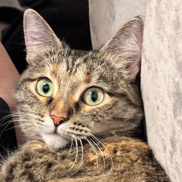 Иконка канала NK