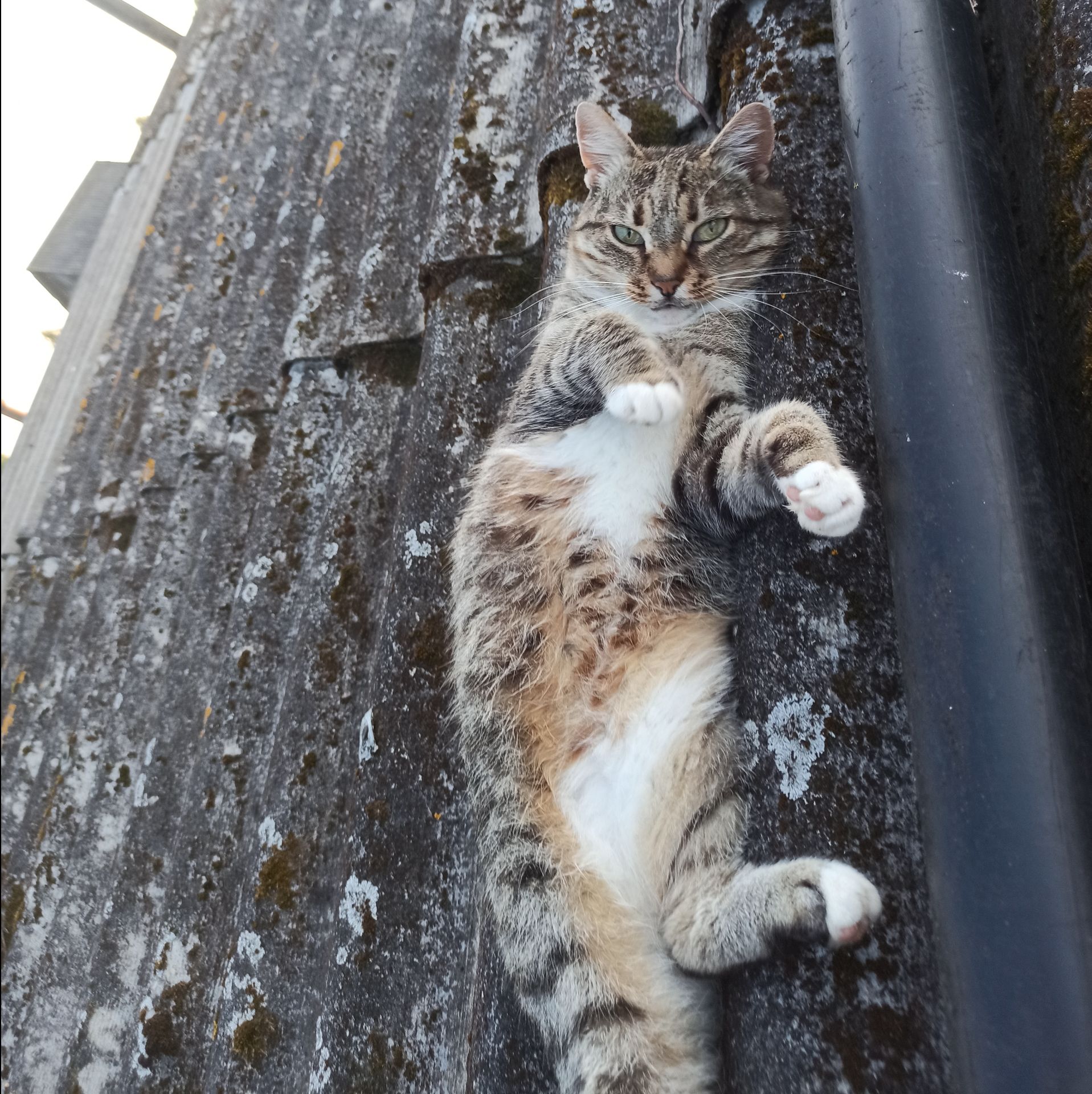 Иконка канала _Бруся_