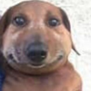 Иконка канала САБАКЕВИЧ!