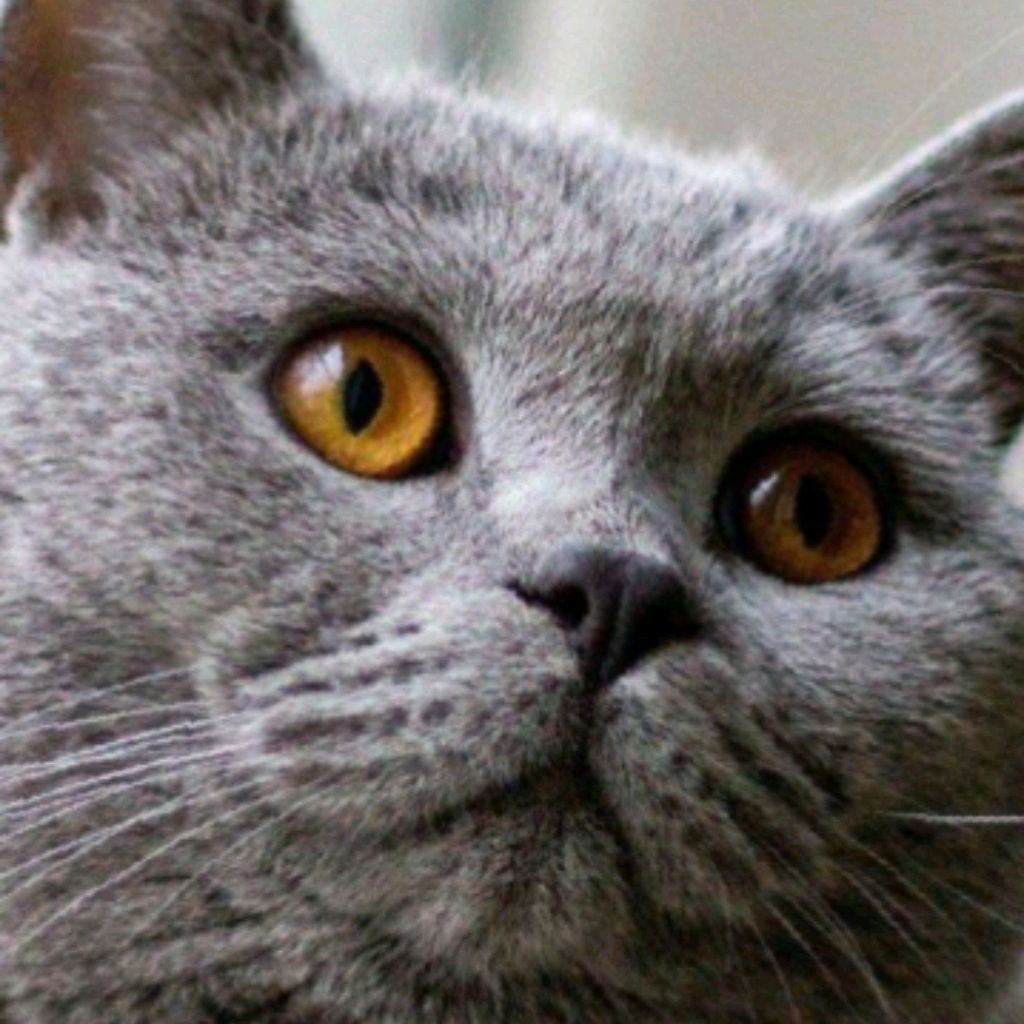 Иконка канала Басико Мания