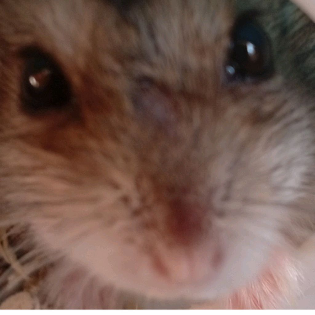 Иконка канала Бешеный Хомяк