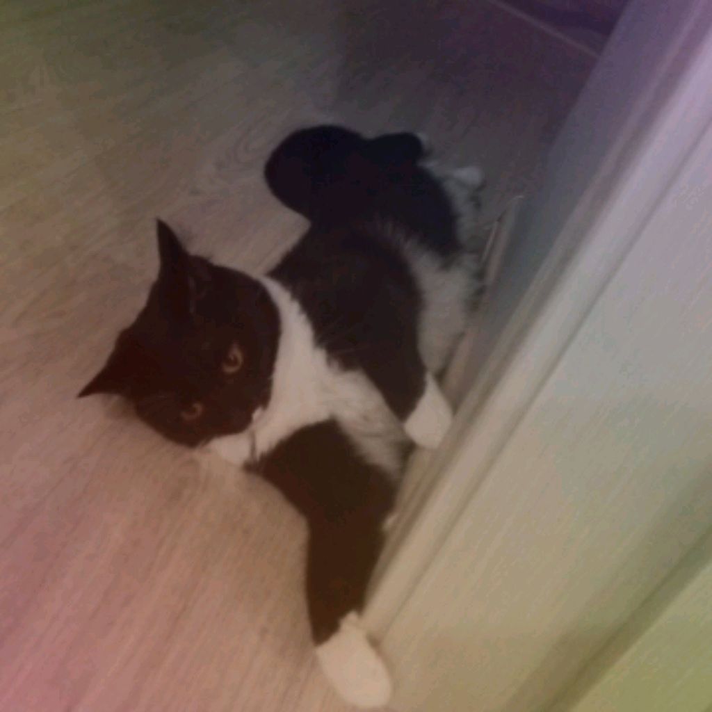 Иконка канала cat murzik