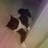 Иконка канала cat murzik