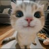 Иконка канала Котики ТВ
