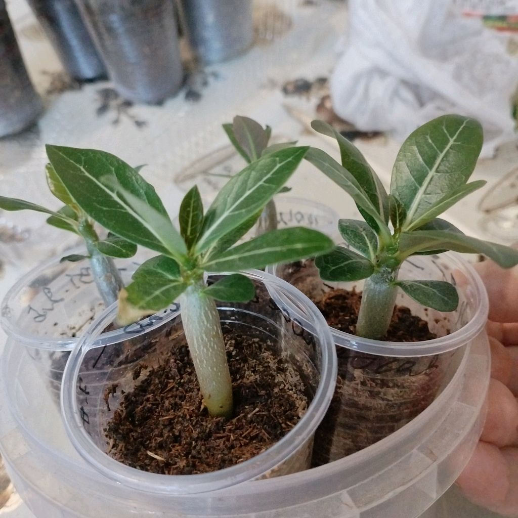 Иконка канала Мила Брик