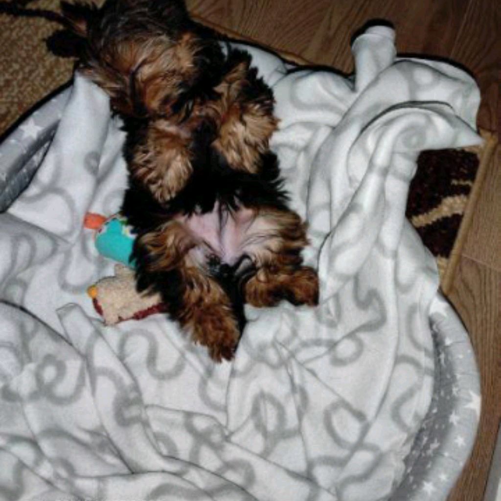 Иконка канала ЛЯ ЛЯ  СОБАКА