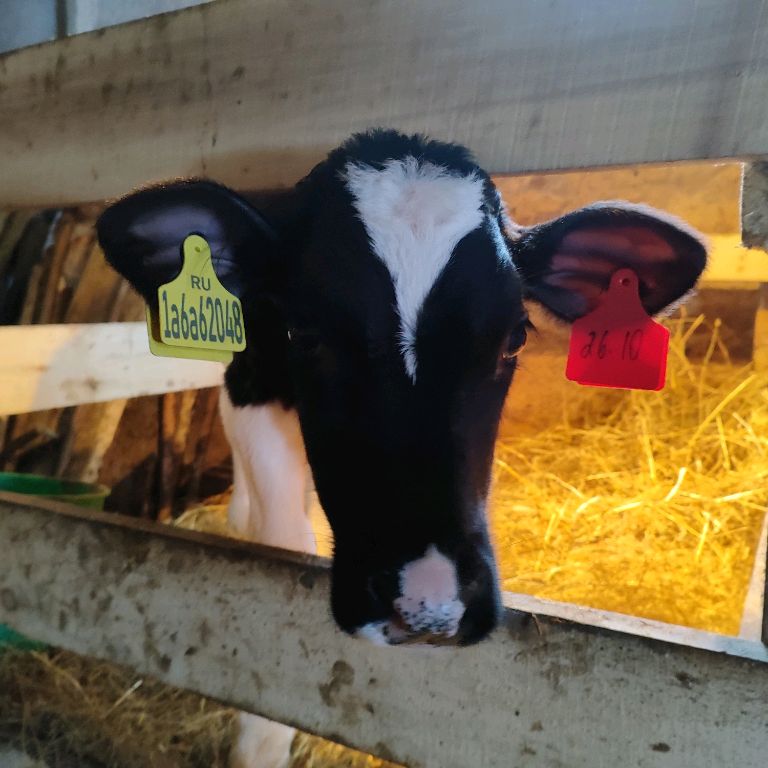 Иконка канала " У Палыча "