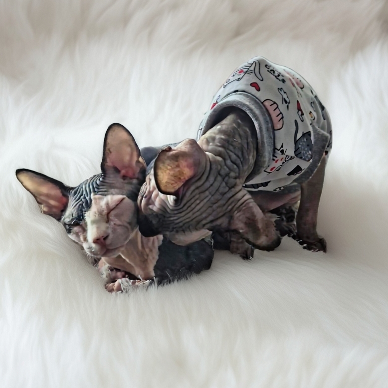 Иконка канала 𝔹𝕦𝕟𝕟𝕪 𝔽𝕦𝕟𝕟𝕪 😸 𝕒𝕟𝕕 ℤ𝕖𝕦𝕤 🐈