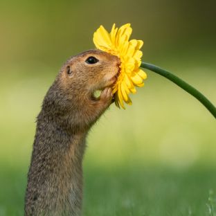 Иконка канала Сибирский сад24