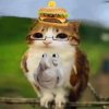 Иконка канала 🐱🦉😰🤬007n7 meowl 🥶😷🤢😇($-$)😂💯✅🔟0️⃣^3^