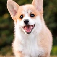 Иконка канала Dashik