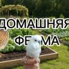 Иконка канала ДОМАШНЯЯ ФЕРМА