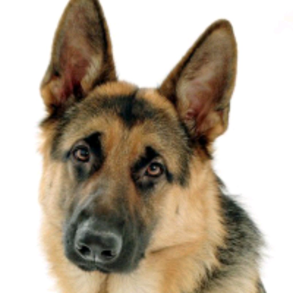 Иконка канала Мистер Овчарик