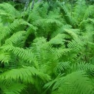Иконка канала Лесная Жизнь\Forest Life