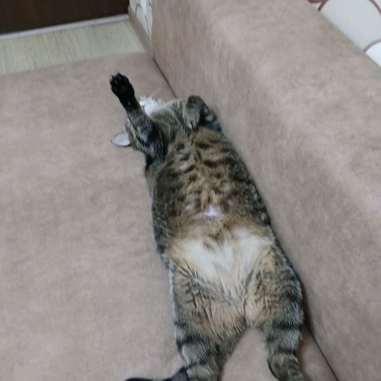 Иконка канала Макс Шок Рутуб