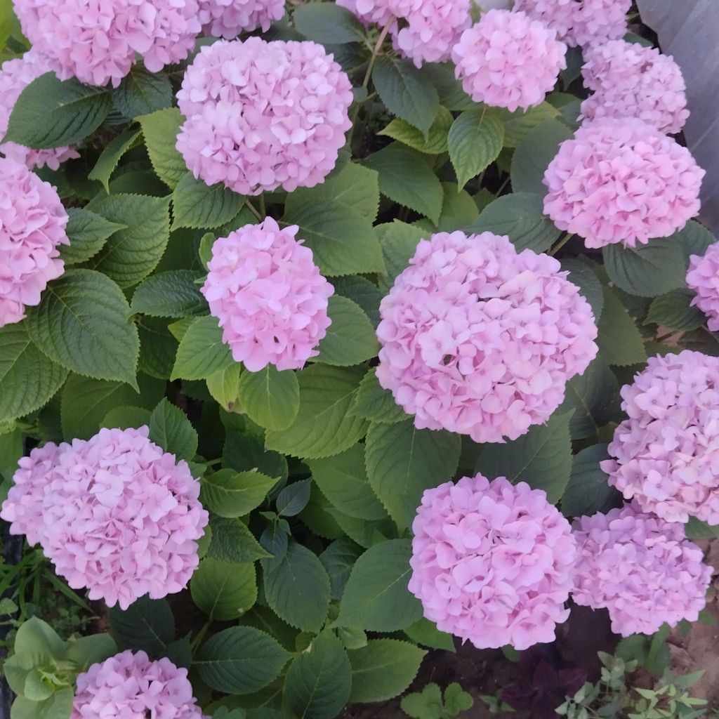 Иконка канала Liliana