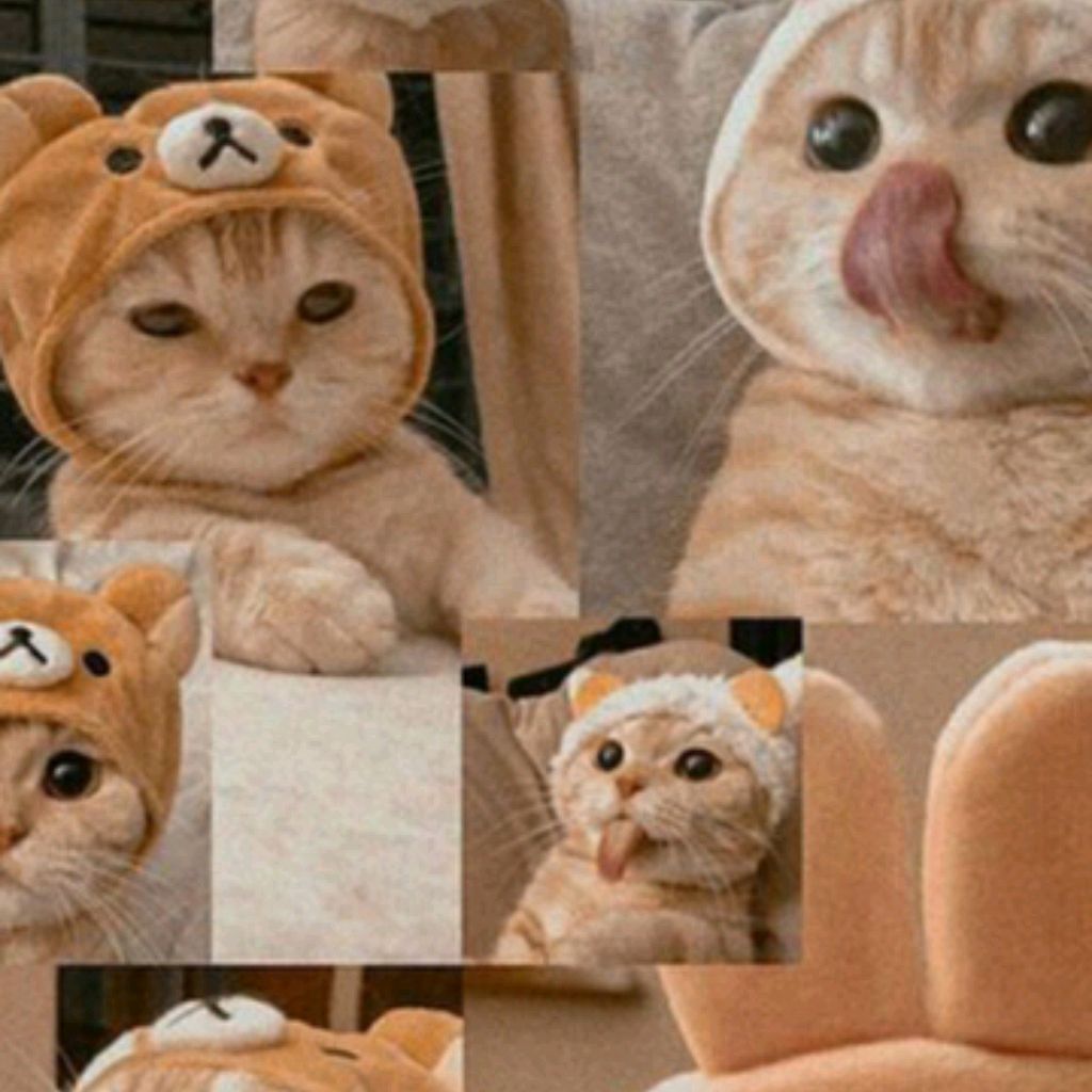 Иконка канала @cat736fastr