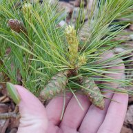 Иконка канала Мой хвойный сад