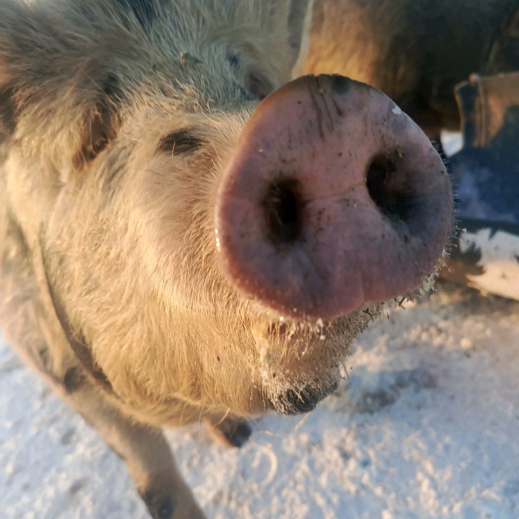 Иконка канала Ферма у Толяна