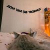 Иконка канала Дом Там Где Кот
