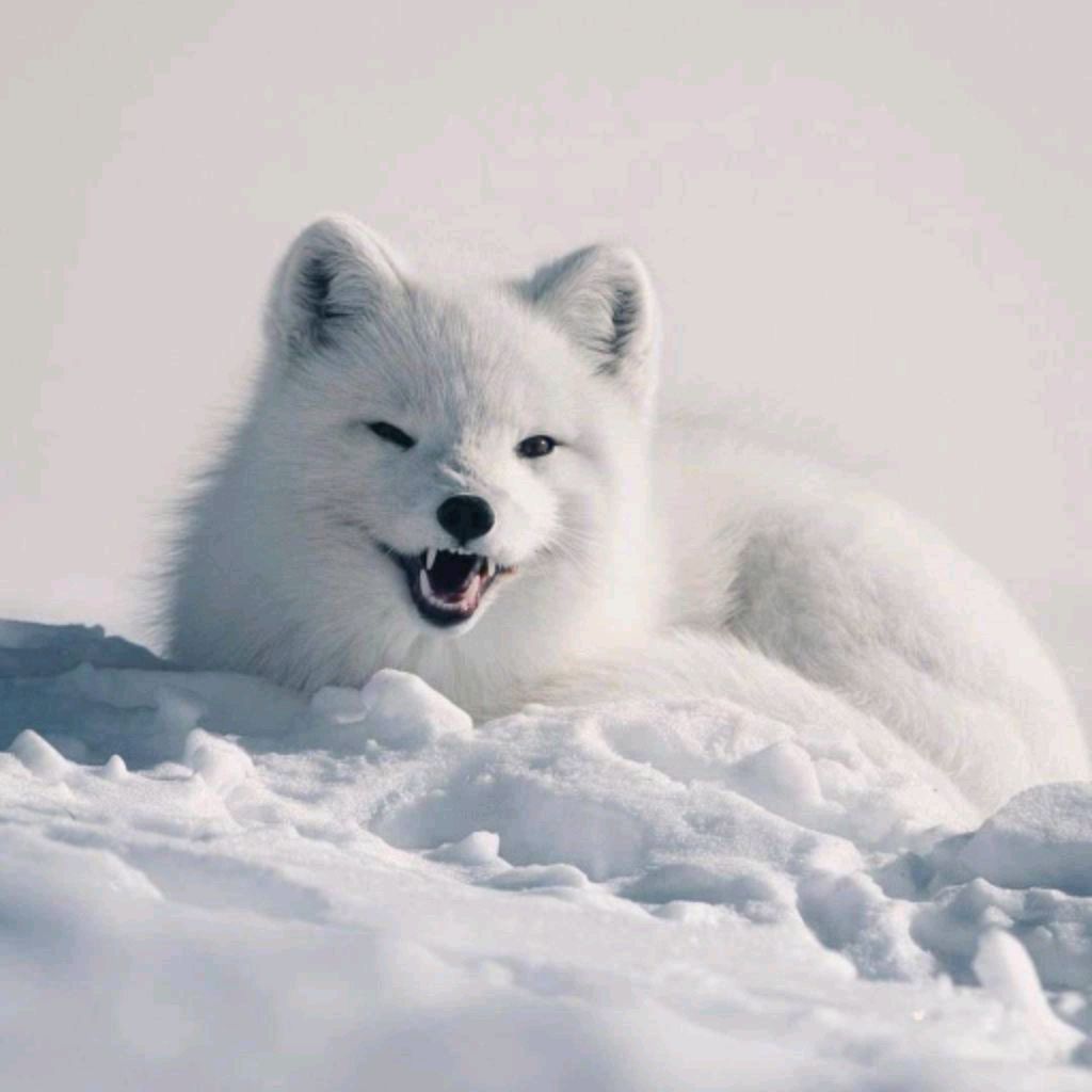 Иконка канала С нами Песец, не волнавайся!