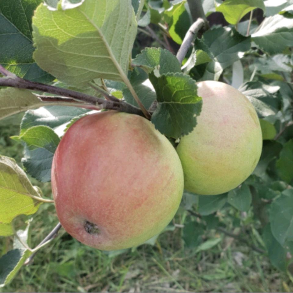 Иконка канала Сад для сидра