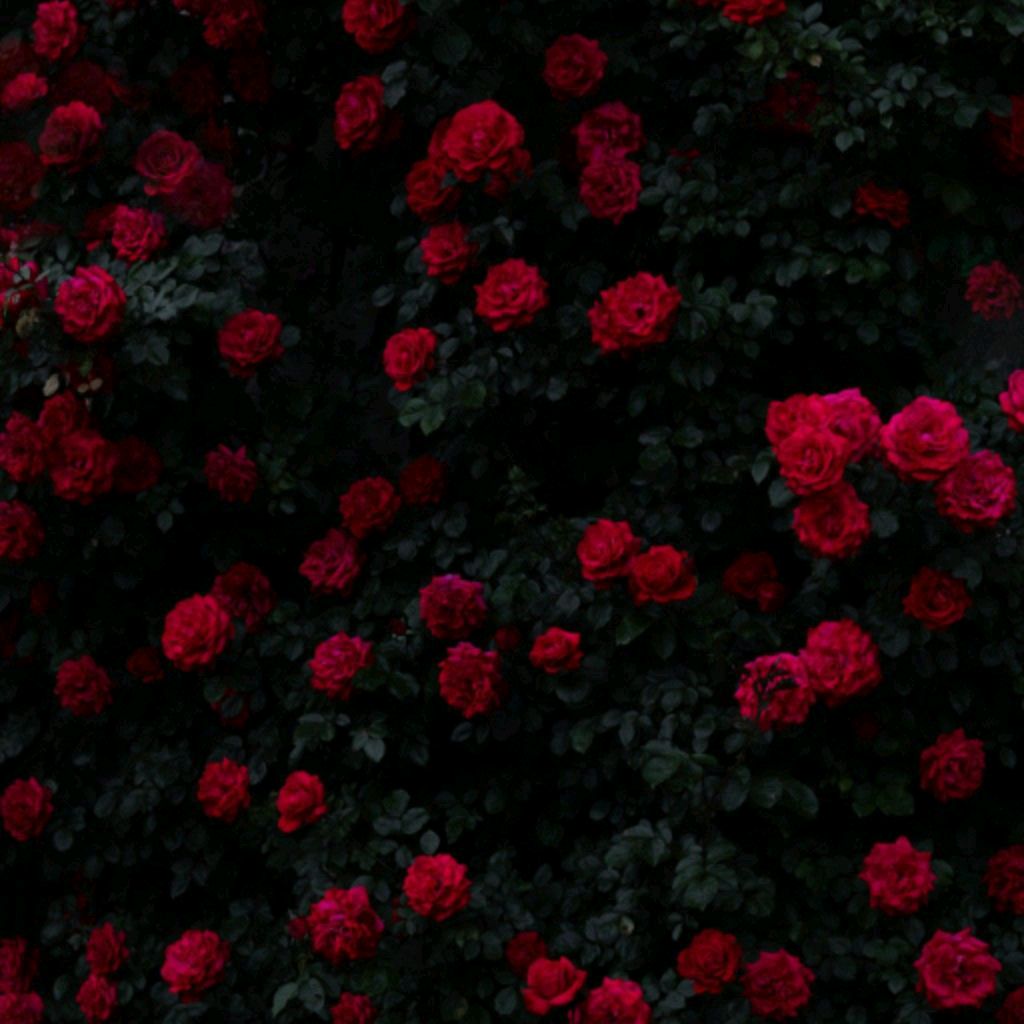 Иконка канала 🎌 krasava.