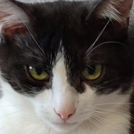 Иконка канала Любителям кошек - МУРЧИМКА