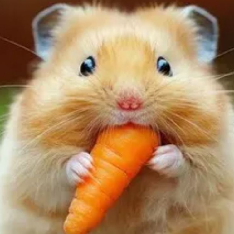 Иконка канала Егор шишка