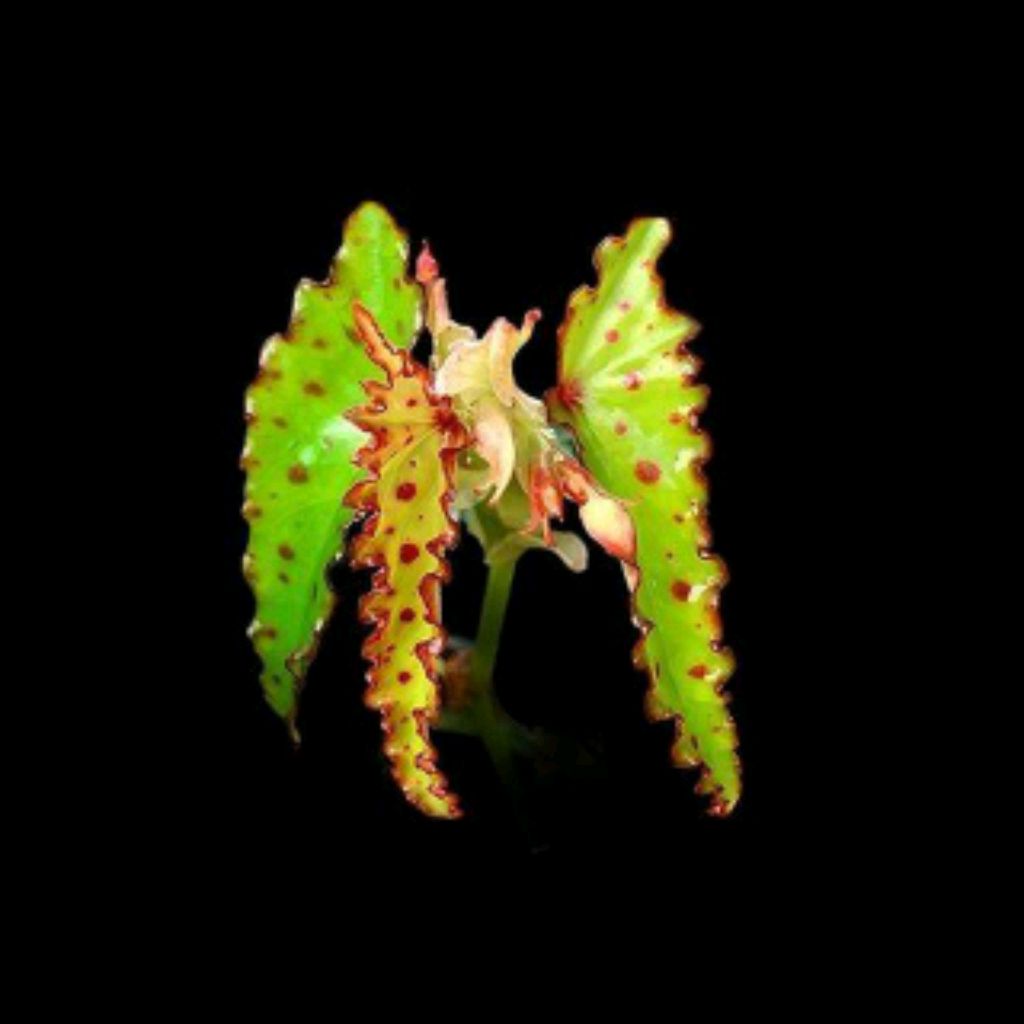 Иконка канала Gerberos