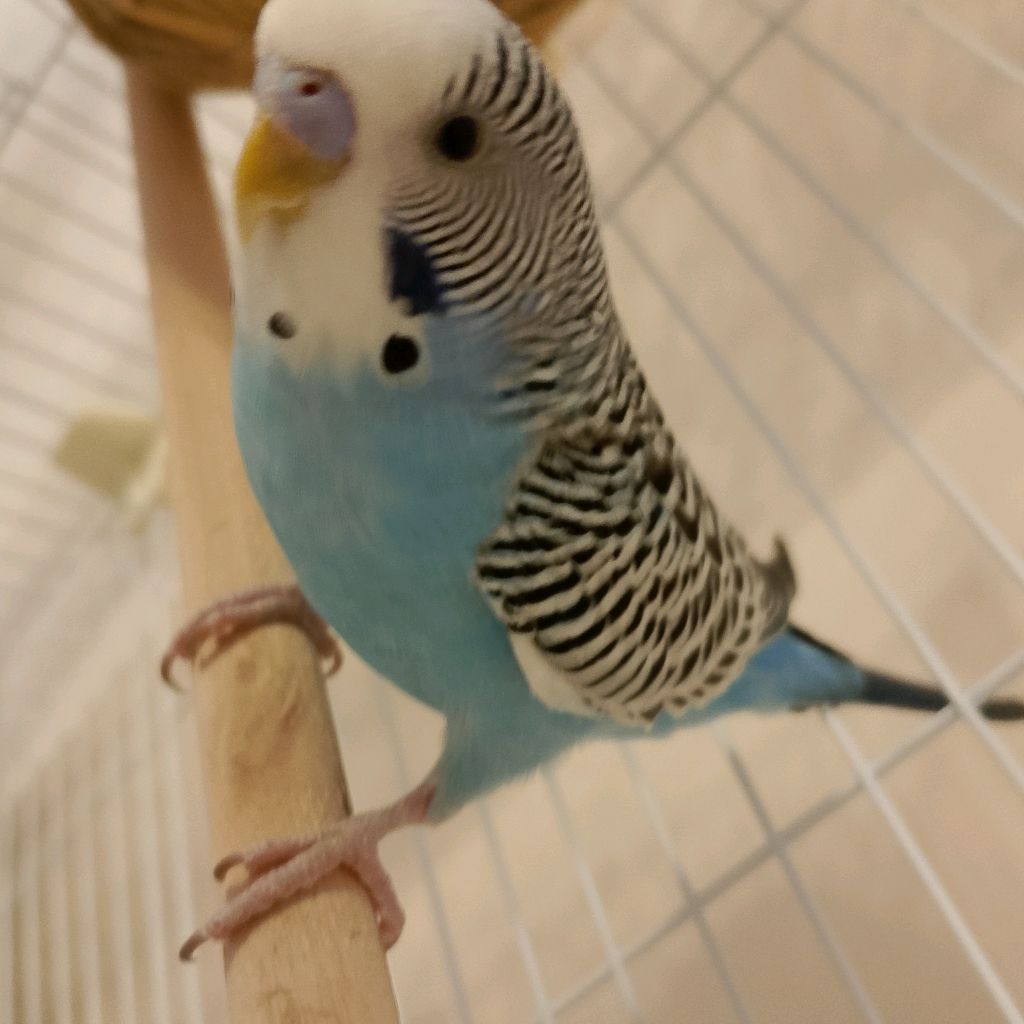 Иконка канала Волнистьиу Бади❤