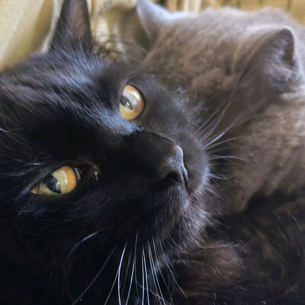 Иконка канала Черный Кот