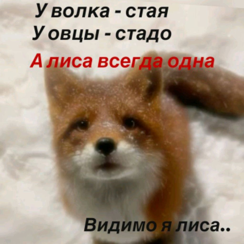 Иконка канала Лиса Разный Видео🦊