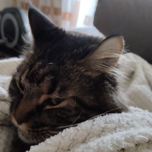 Иконка канала VikaiKot