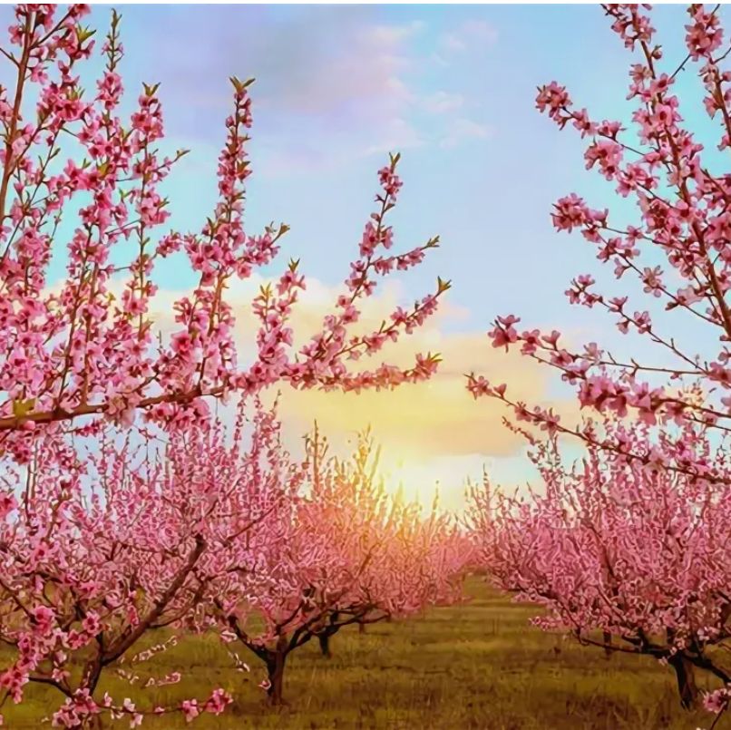 Иконка канала peachmaster