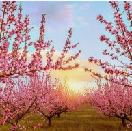 Иконка канала peachmaster