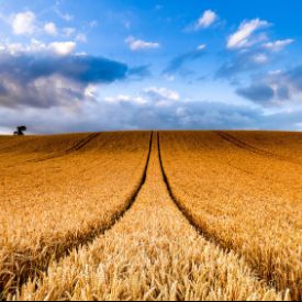 Иконка канала StaryOskol