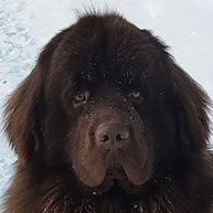 Иконка канала DogEmelya