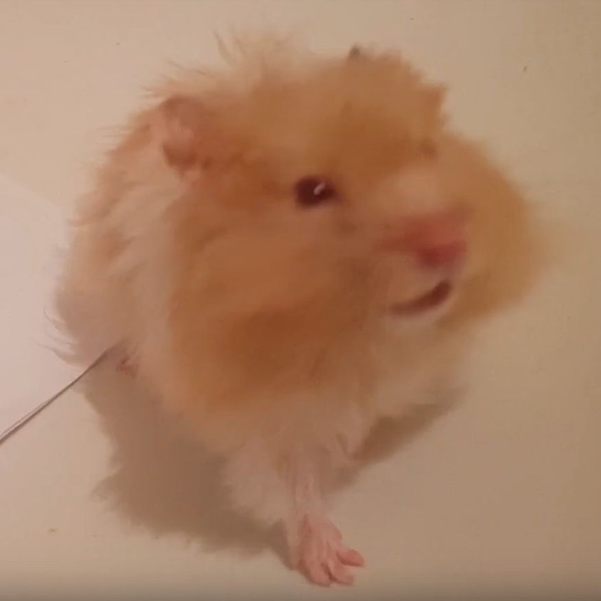 Иконка канала Хомячиная ферма