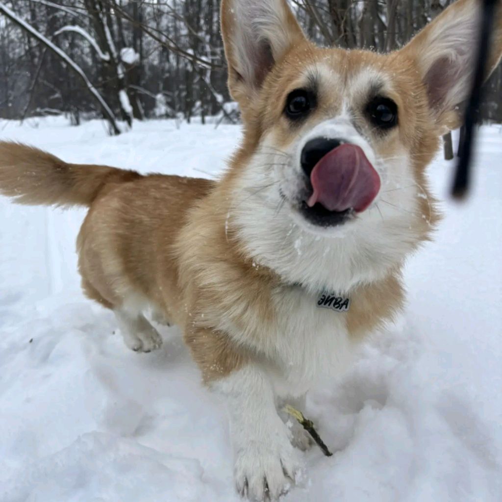 Иконка канала Интересные Обзоры И Не Только От СобДаня